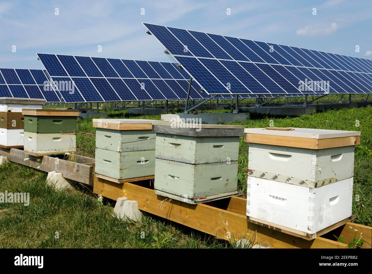 Beehives and solar panels on a farm Stock Photo - Alamy
