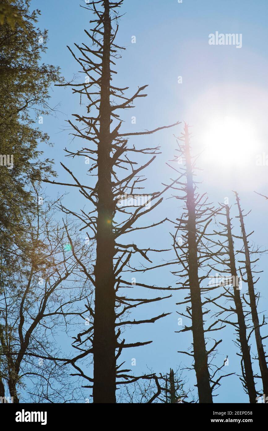 Three tall dead evergreen trees stand tall against a blue sky Stock ...