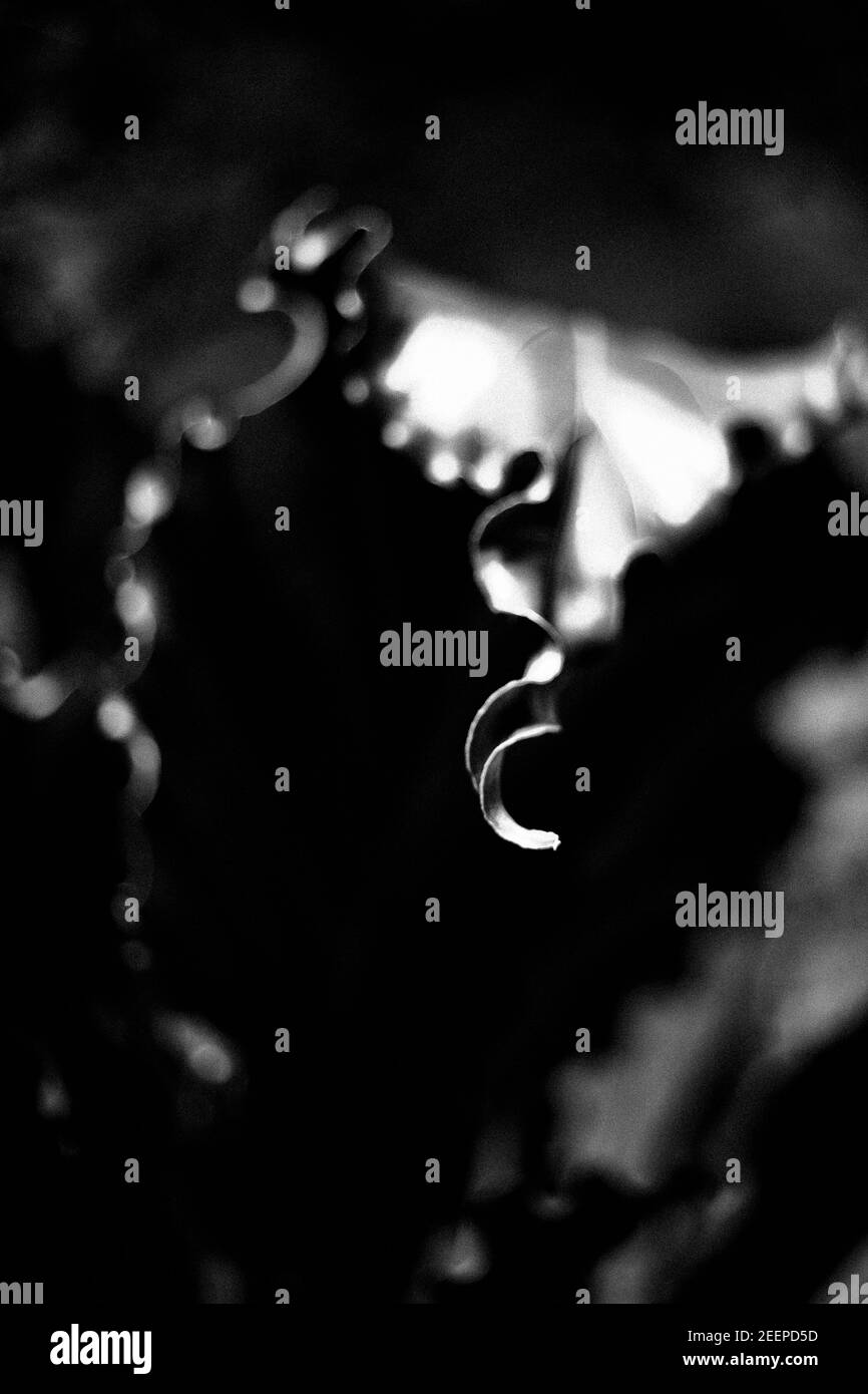 Young shoot plant in Black and White Stock Photos & Images - Alamy