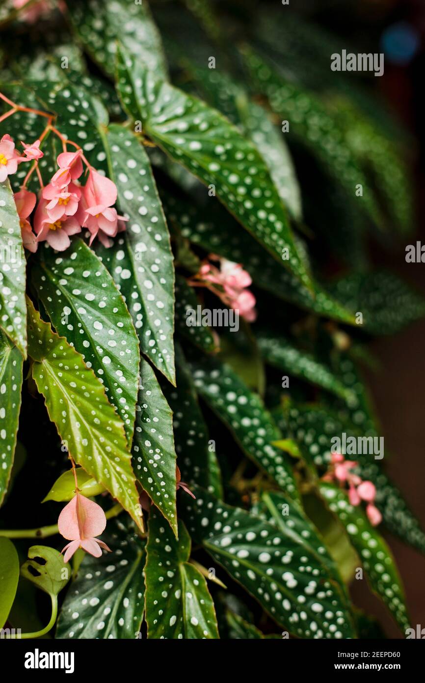 Exotic Angelwing Begonia 'Medora' flourising in a greenhouse Stock ...