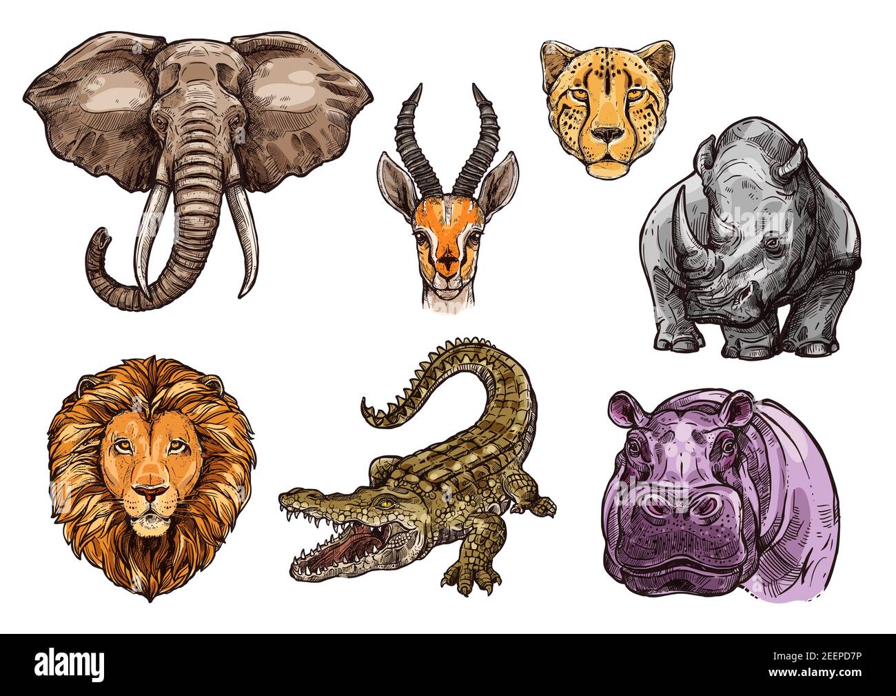 Elephant Vs Rhino Vs Hippo