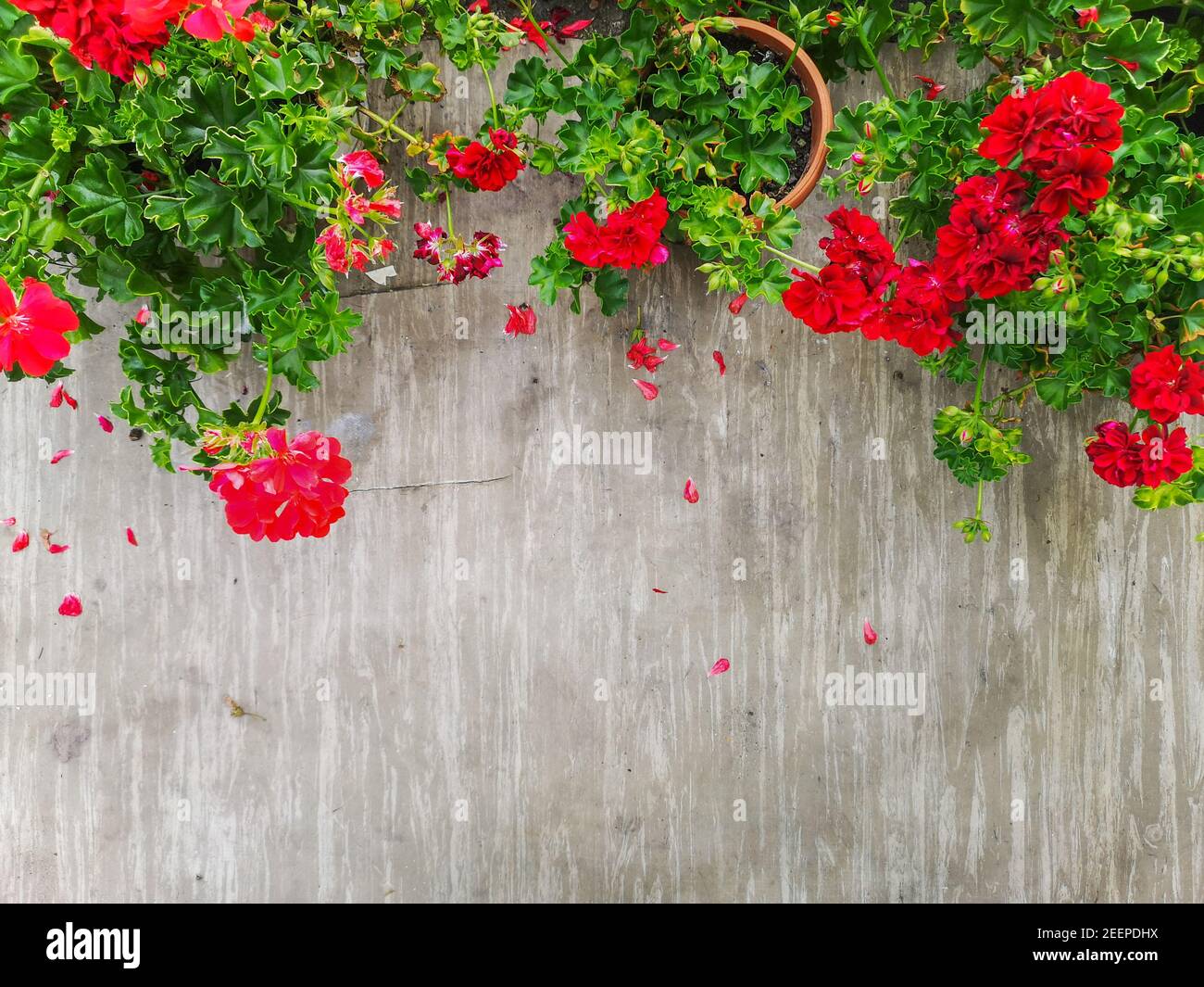 Light background with green and red flowers on top Stock Photo - Alamy