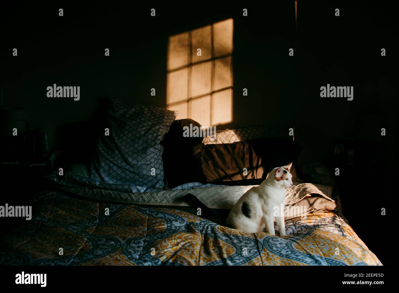 Calico Cat sitting on a bed in the morning sunshine Stock Photo - Alamy