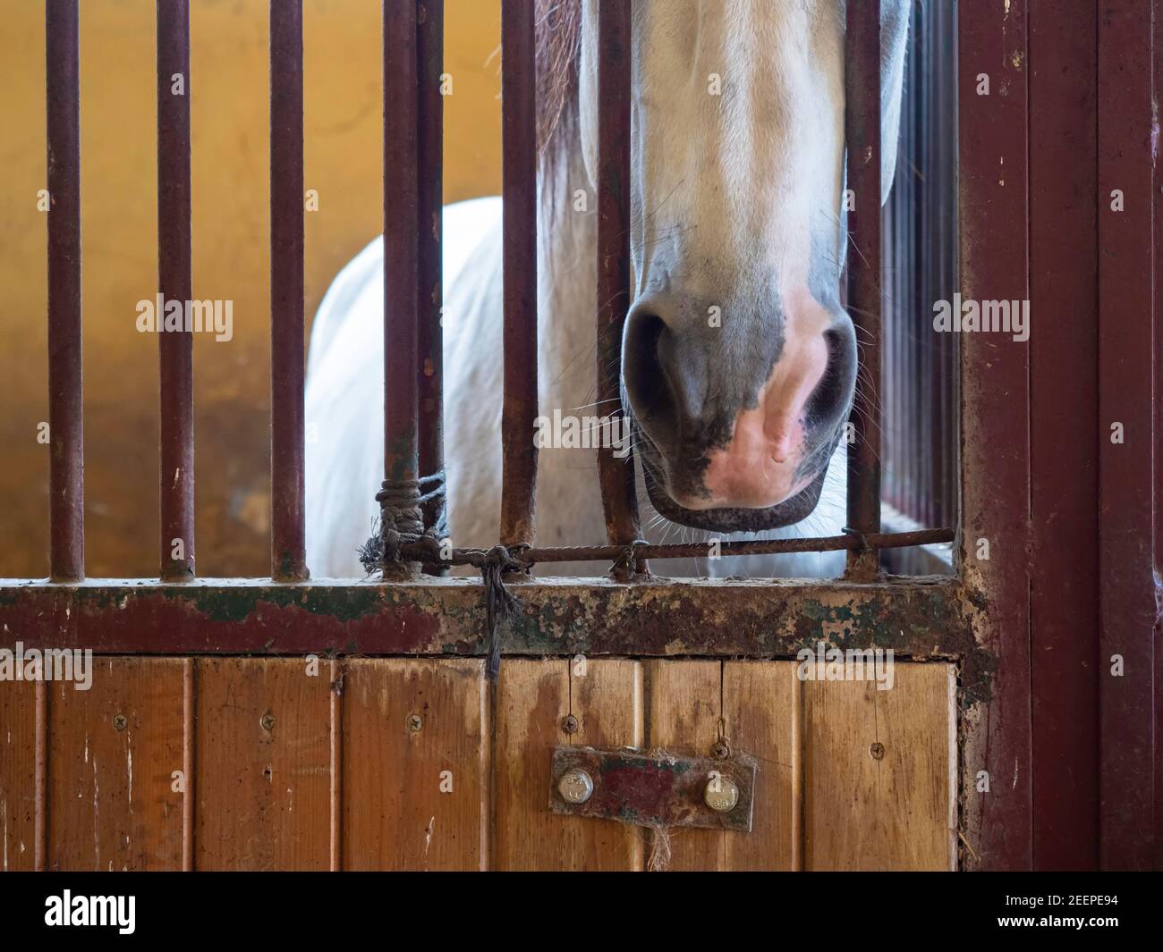 Horses confined in the stable stall Stock Photo - Alamy