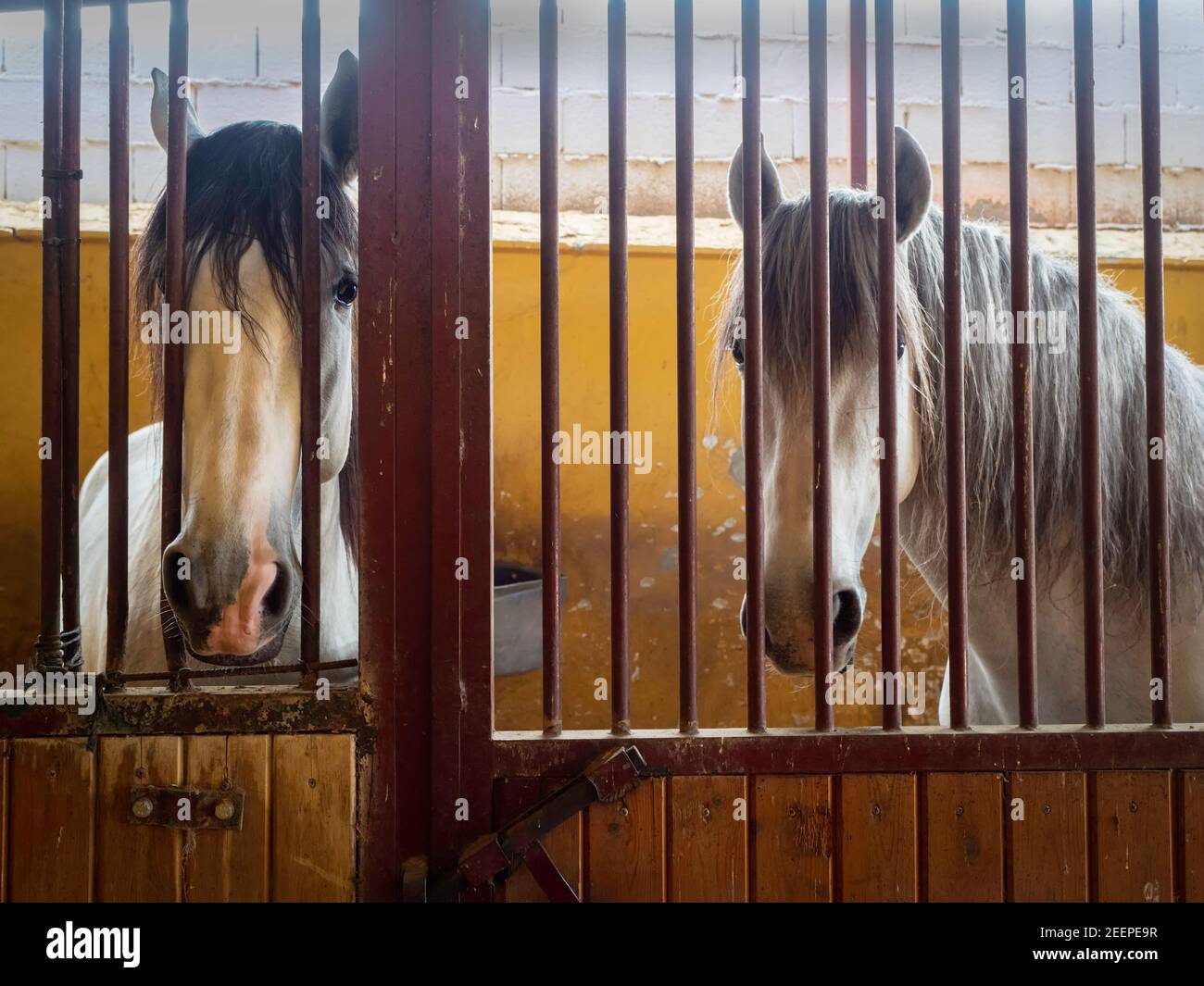 Enclosed stall hi-res stock photography and images - Alamy