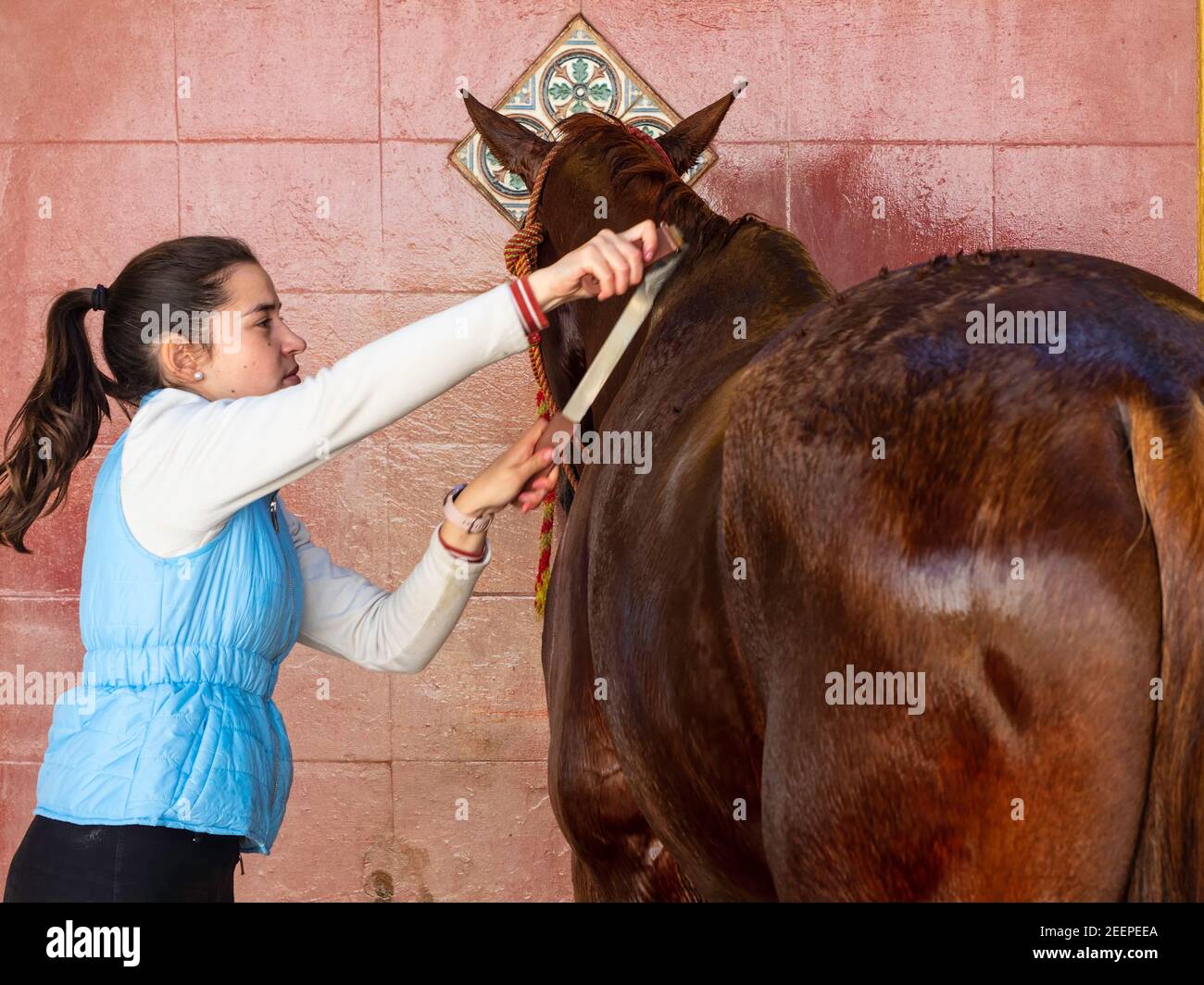 Young rider washing and caring for her brown horse in the stable Stock ...