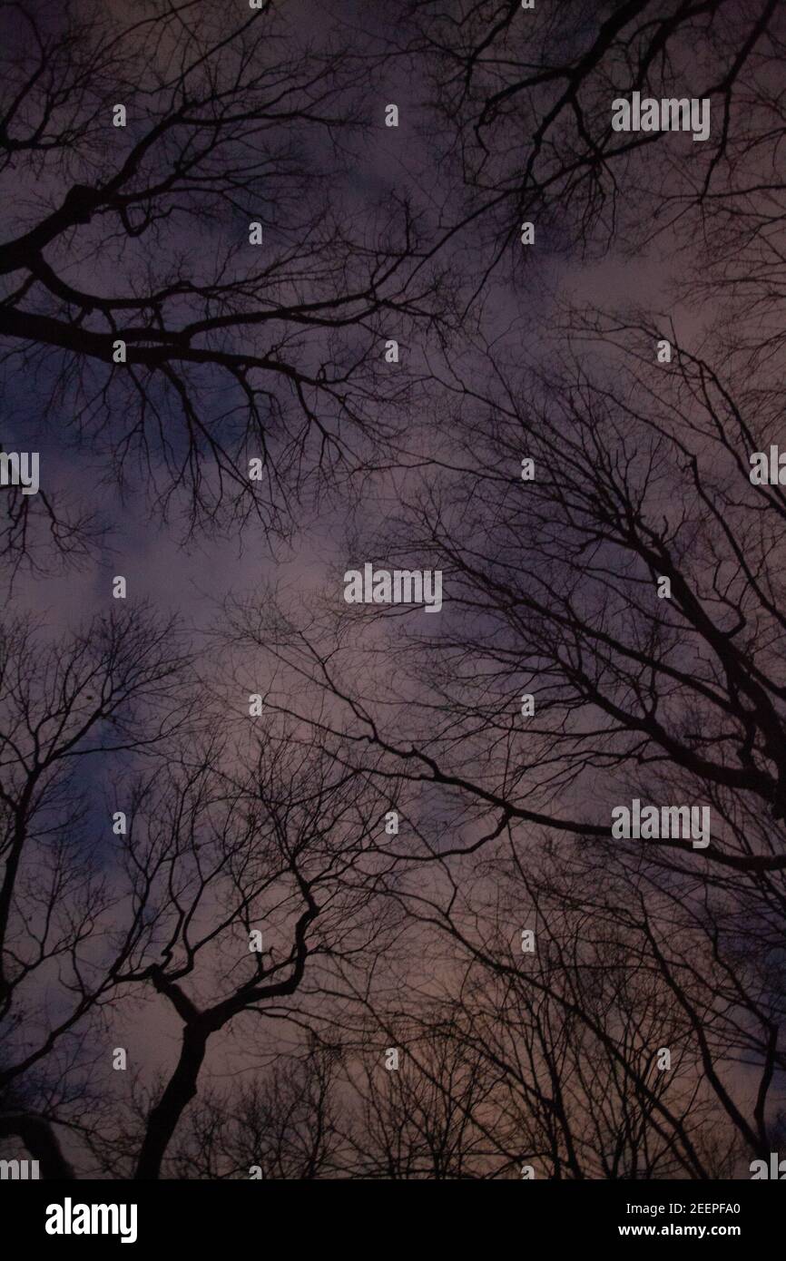 Spooky tree branches hi-res stock photography and images - Alamy