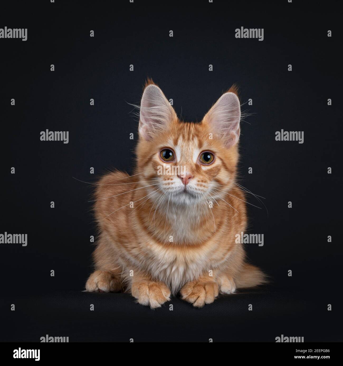Cute red outcross maine coon cat kitten, laying down facing front ...