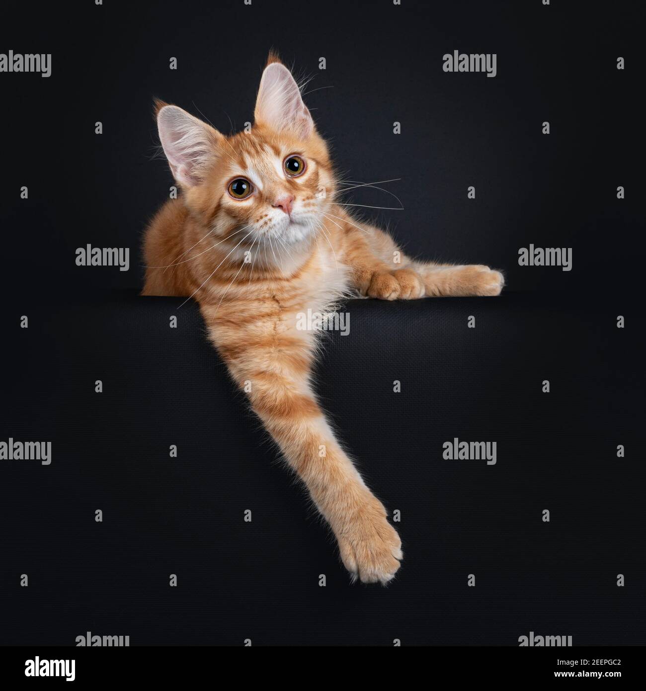 Cute red outcross maine coon cat kitten, laying down facing front with ...