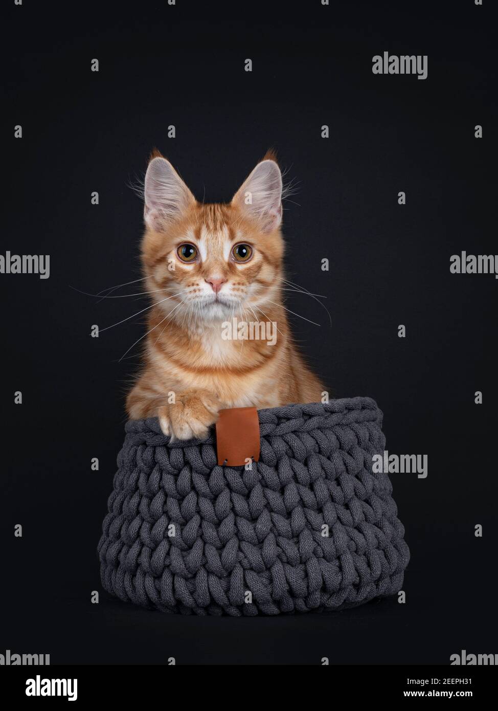 Cute red outcross maine coon cat kitten, sitting in gray knited basket ...