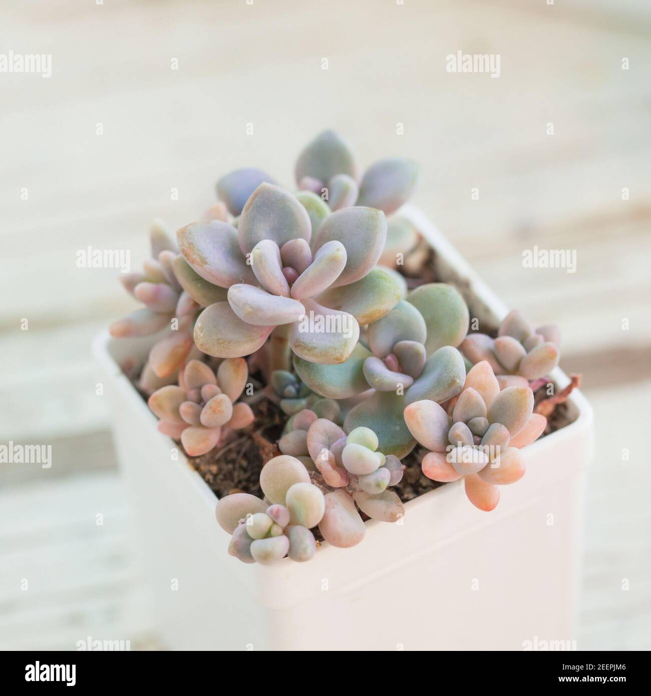 Succulent houseplants Graptopetalum Ellen and Graptosedum in white pot ...