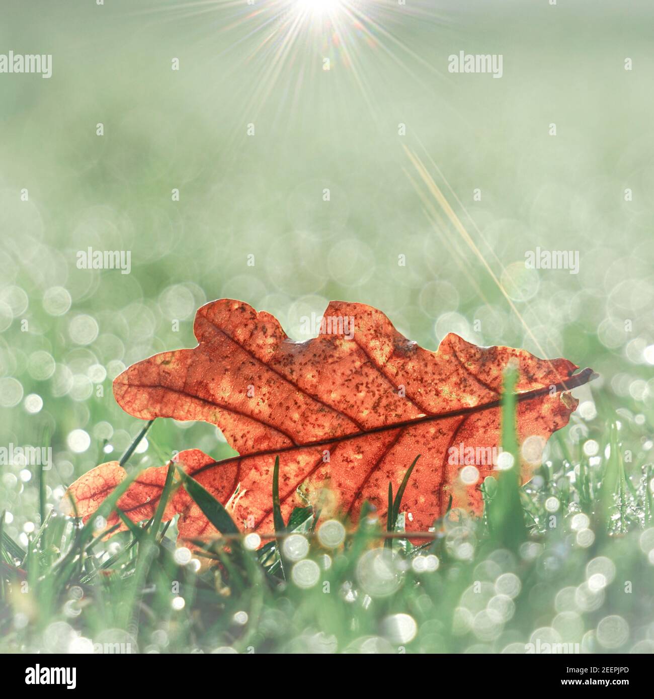 brown leaf and sunlight in rainy days Stock Photo - Alamy
