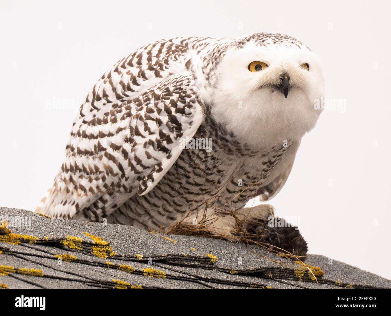 BIDDEFORD POOL ME - JANUARY 14: A Snowy owl, perched on a coastal Maine ...