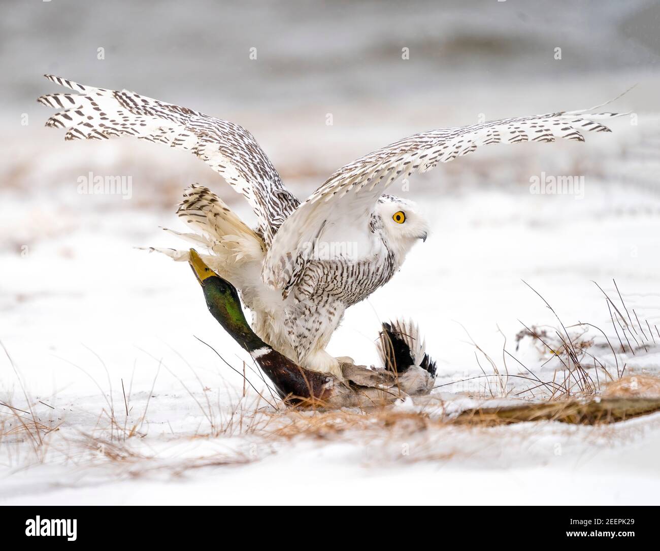 Snowy Owl wrestles with a mallard duck it captured in a Maine estuary ...