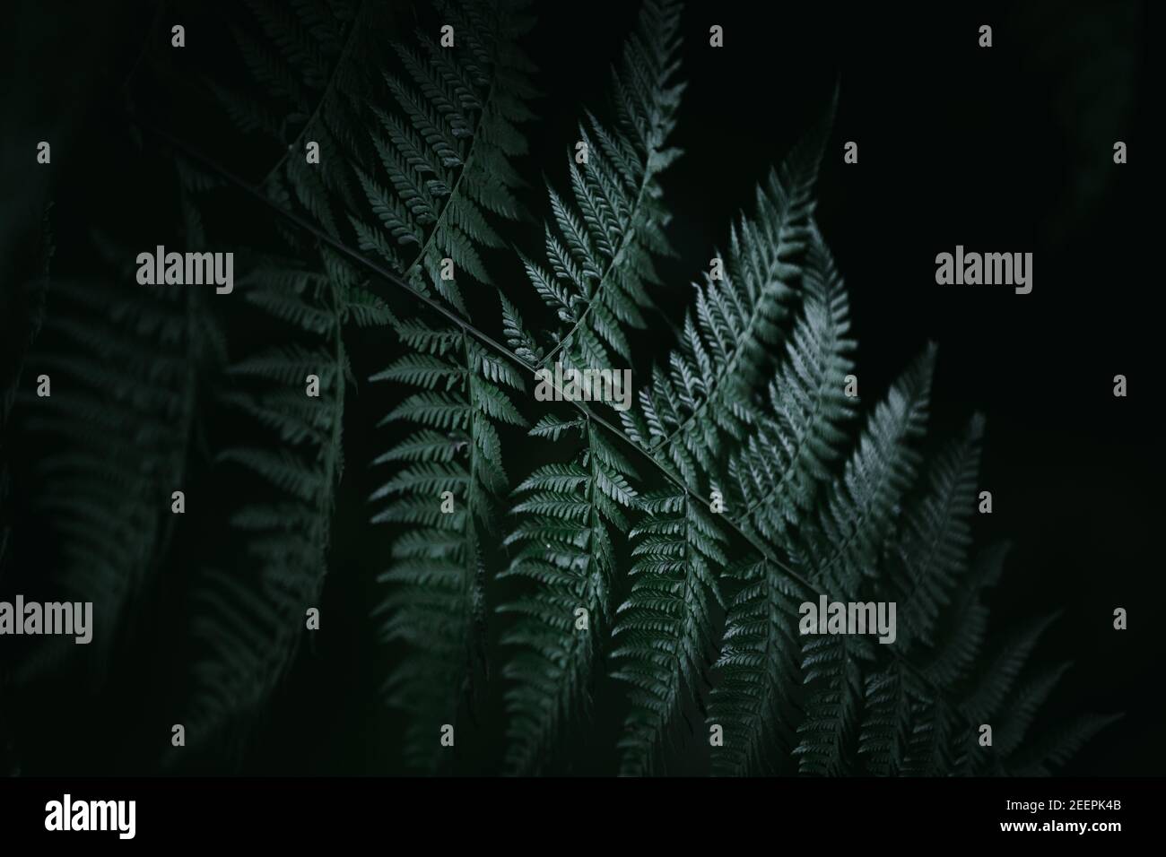 Remote wood fern hi-res stock photography and images - Alamy