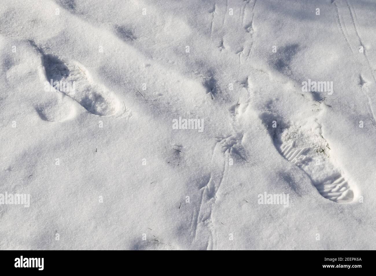 Closeup shot of footprints of animals, birds, and people in fresh white ...
