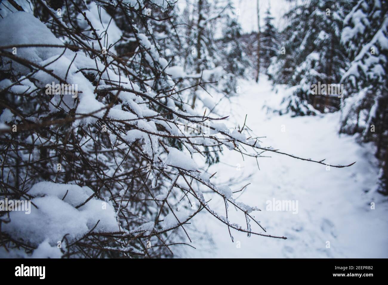 Winter in Harz Mountains National Park, Germany. Moody snow covered ...