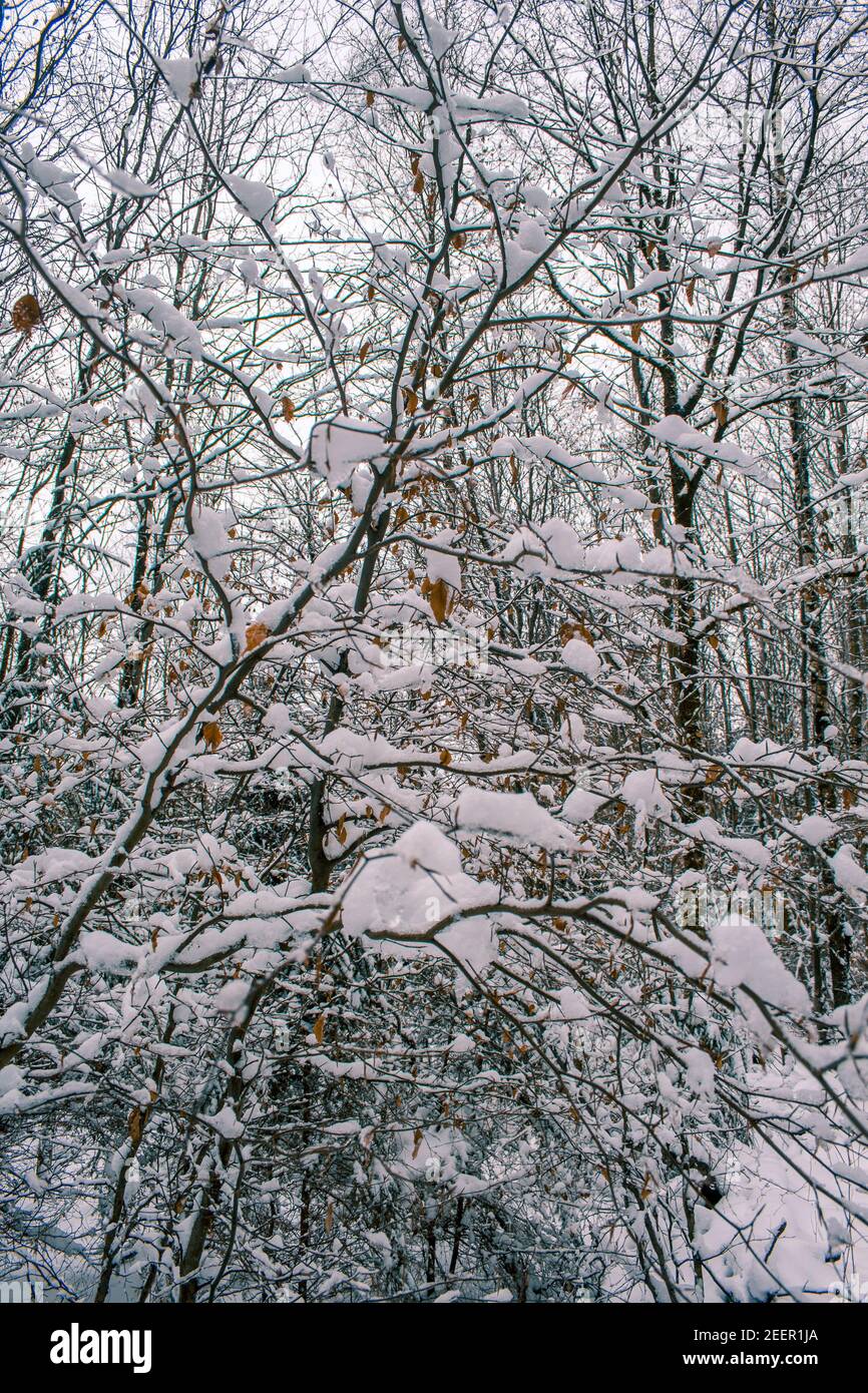 Winter in Harz Mountains National Park, Germany. Moody snow covered ...