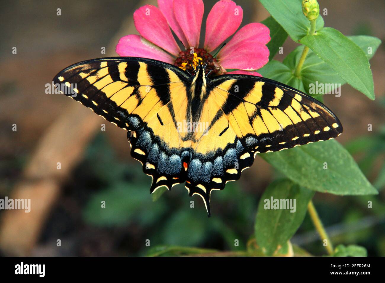 Tiger swallowtail butterfly in Virginia, USA Stock Photo - Alamy