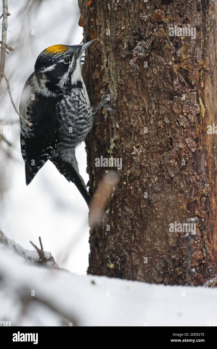 American three-toed woodpecker in an old-growth forest in winter. Yaak ...