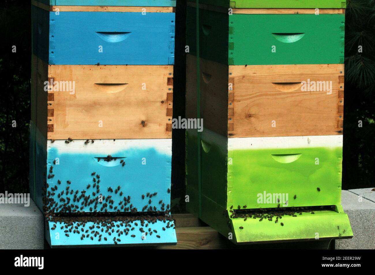 Hives nest hi-res stock photography and images - Alamy