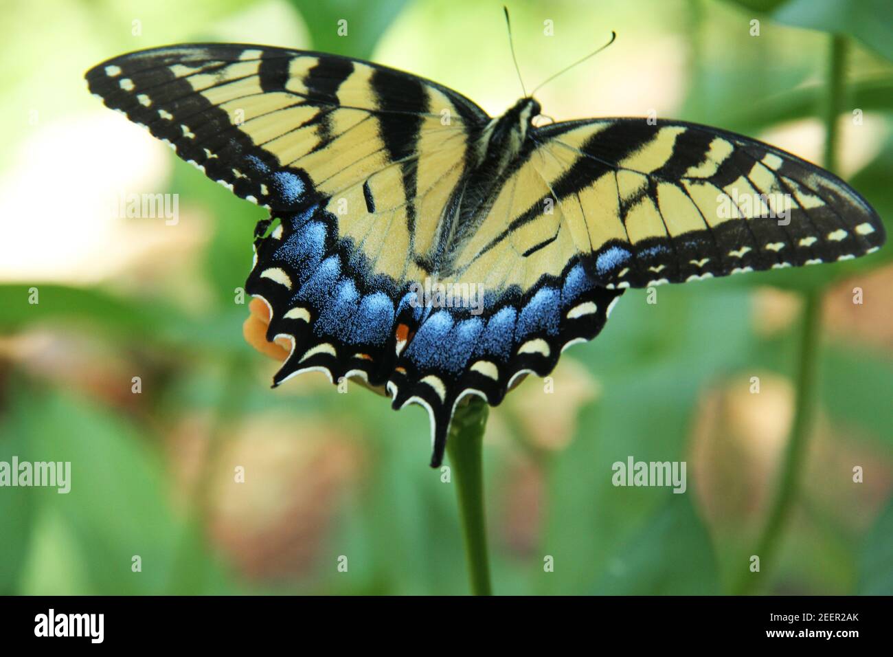 Tiger swallowtail butterfly in Virginia, USA Stock Photo - Alamy