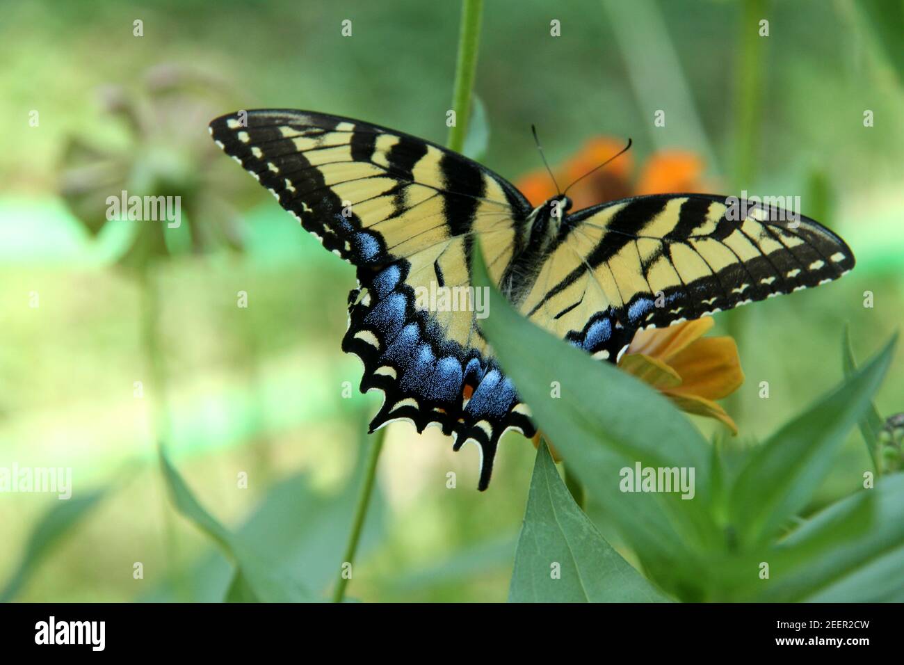Tiger swallowtail butterfly in Virginia, USA Stock Photo - Alamy