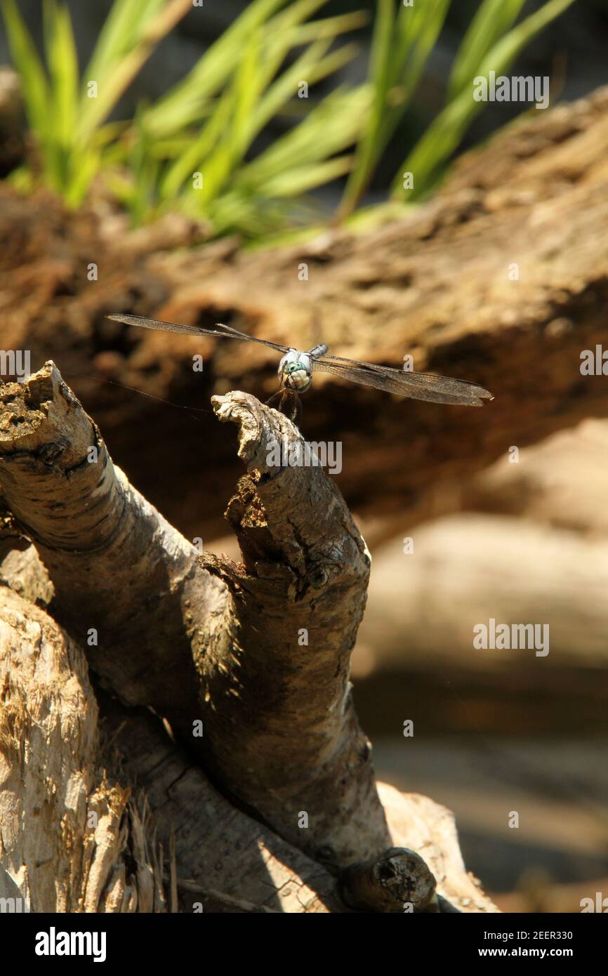 Virginia, USA. Large dragonfly in resting position Stock Photo - Alamy
