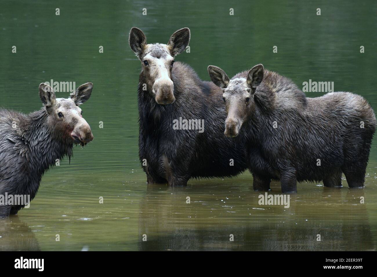 Yearlings hi-res stock photography and images - Alamy