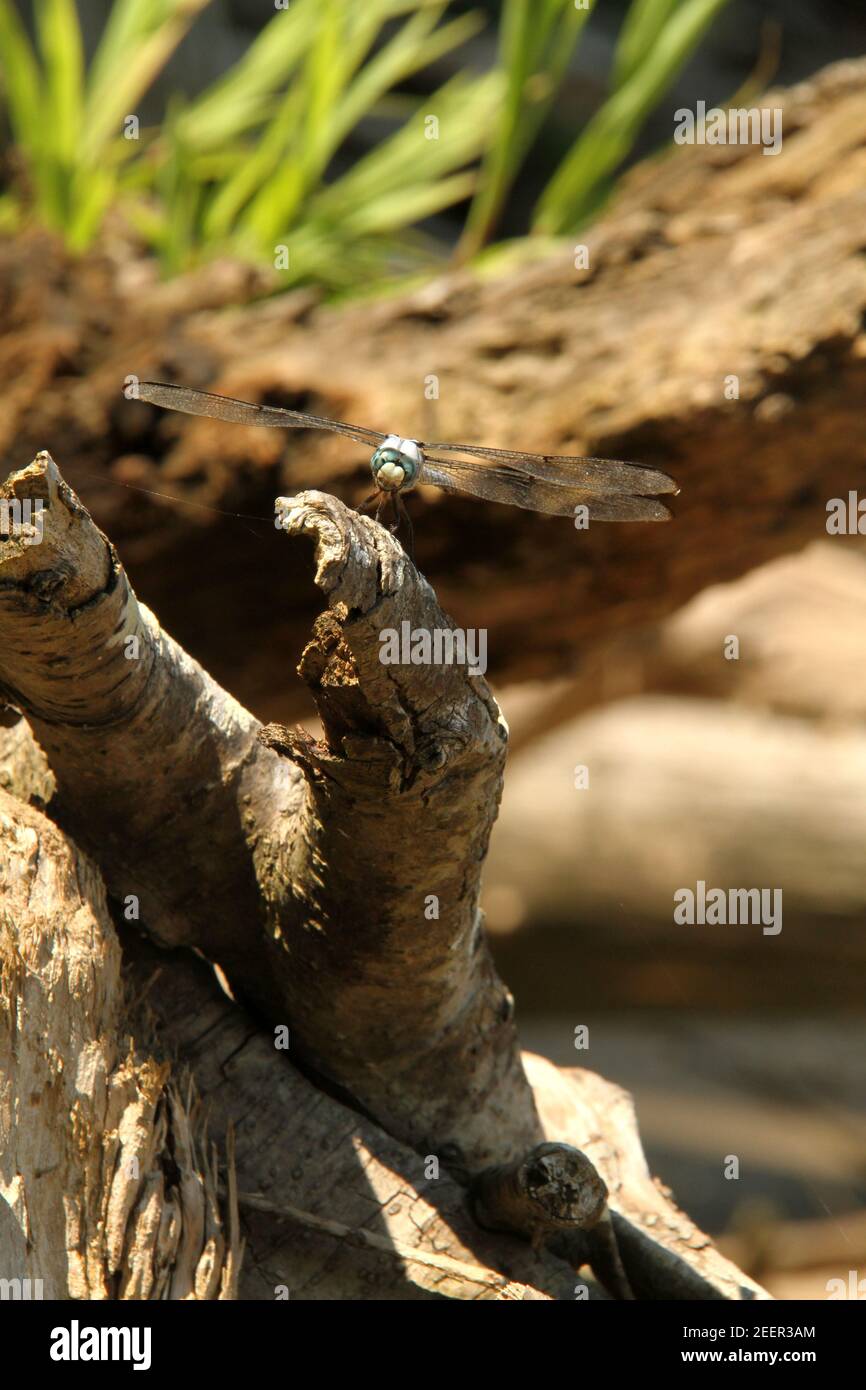 Dragonfly hunting america hi-res stock photography and images - Alamy