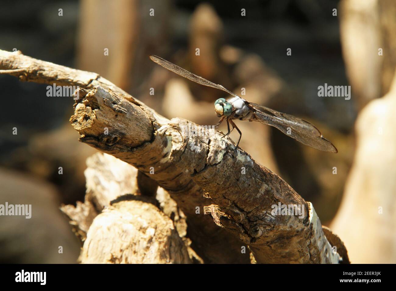 Dragonfly hunting america hi-res stock photography and images - Alamy