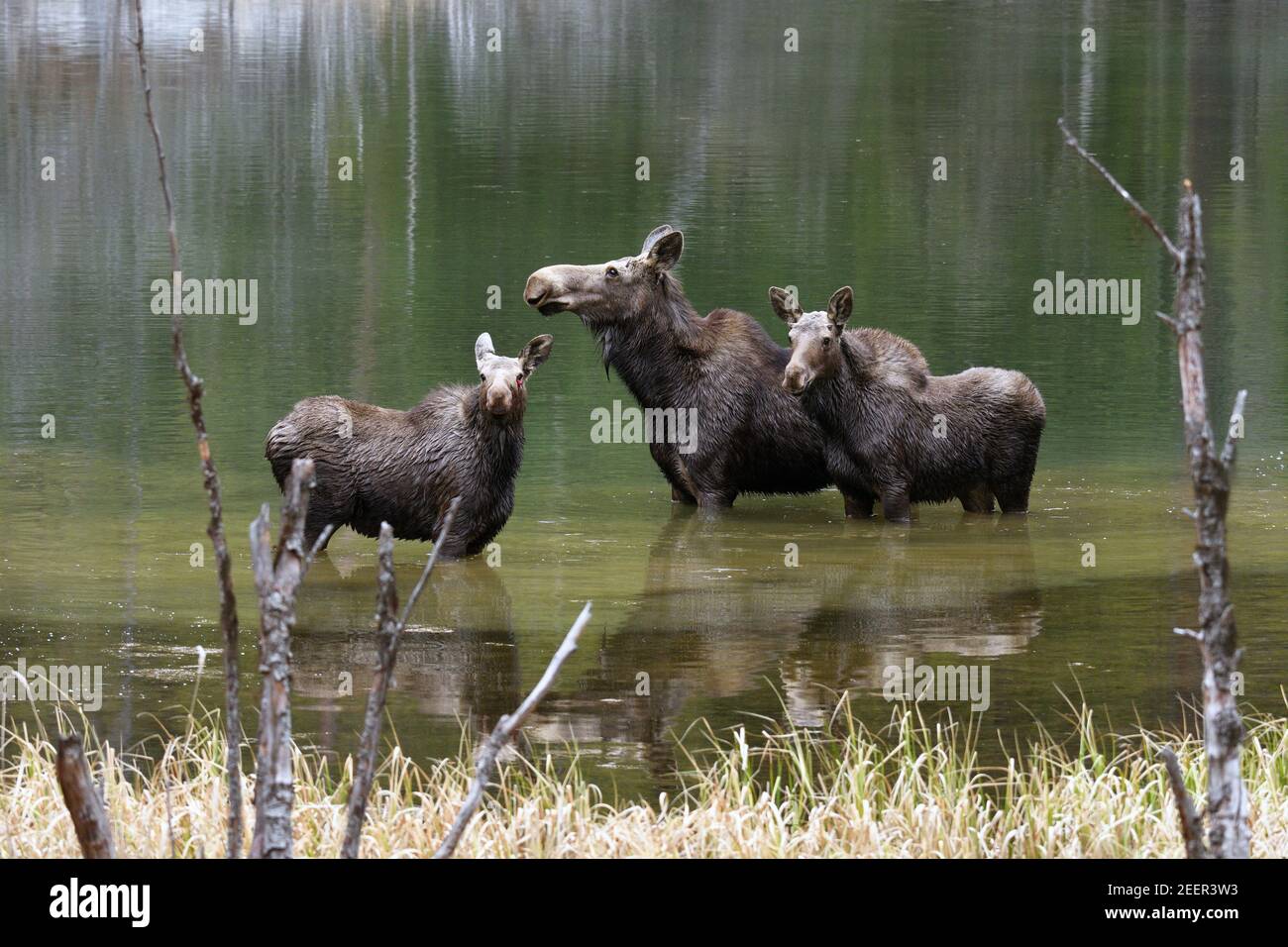 Yearlings hi-res stock photography and images - Alamy