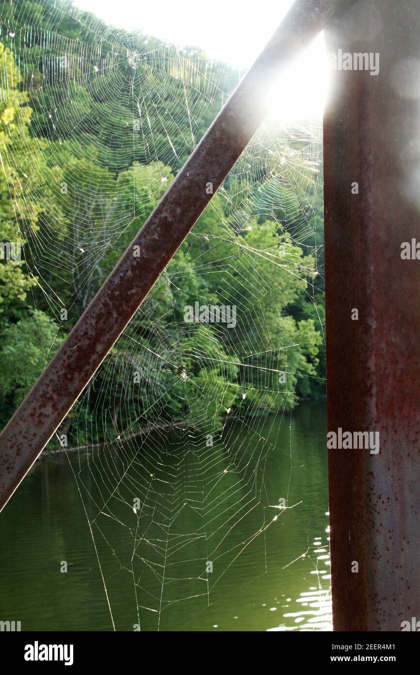 Many spiderwebs hi-res stock photography and images - Alamy