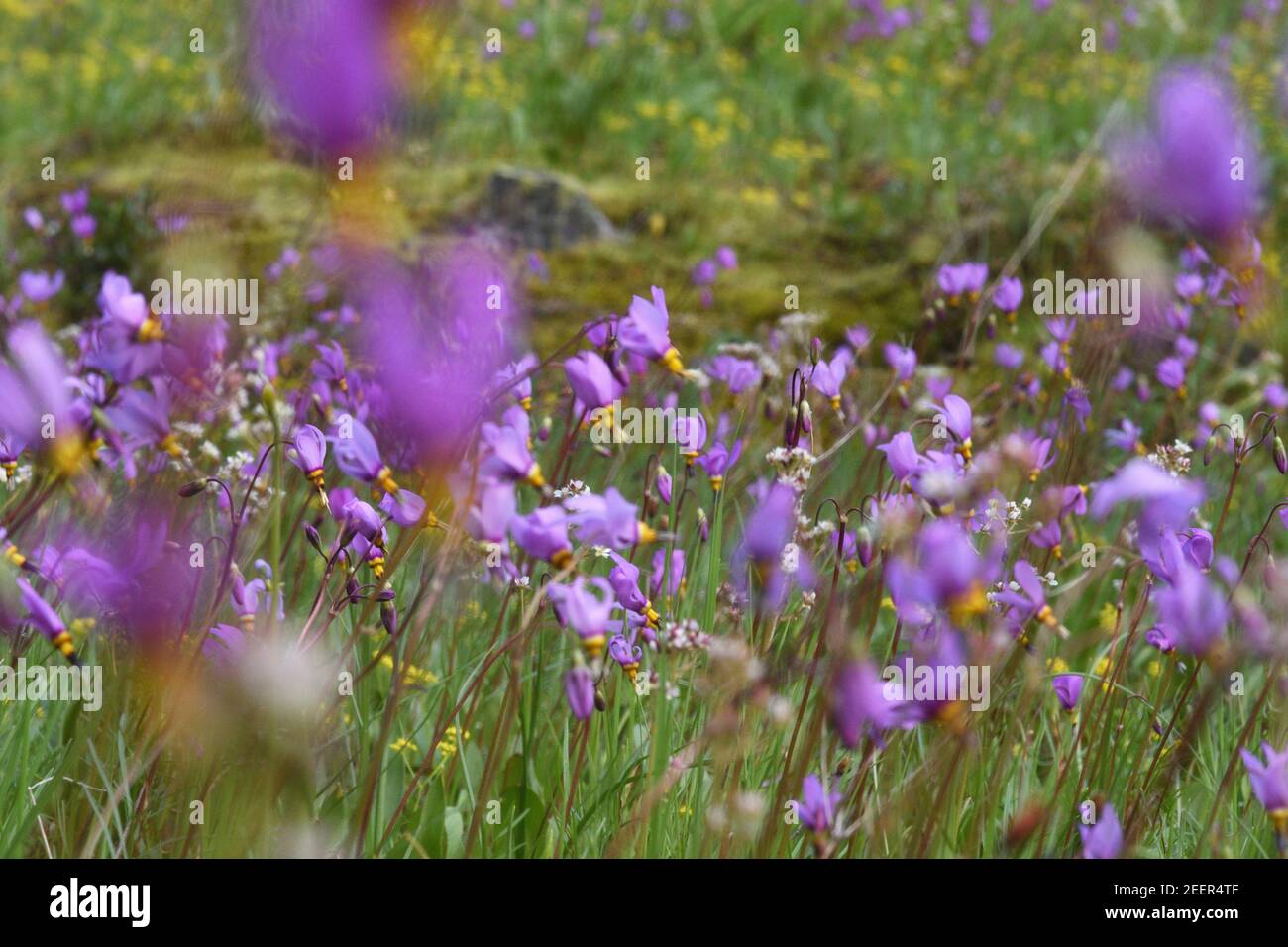 Purple Mountain Wildflowers