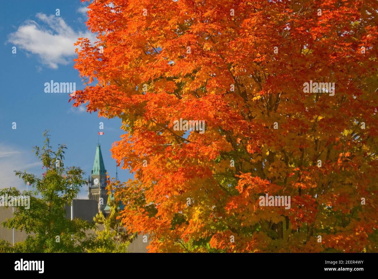 Maple Tree in Fall Colours with Parliament Building, Peace Tower in ...