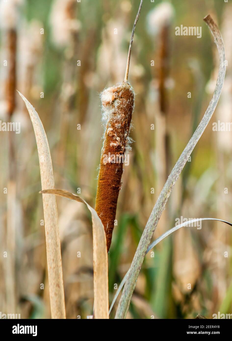 Fluffy brown reeds coastal hi-res stock photography and images - Alamy