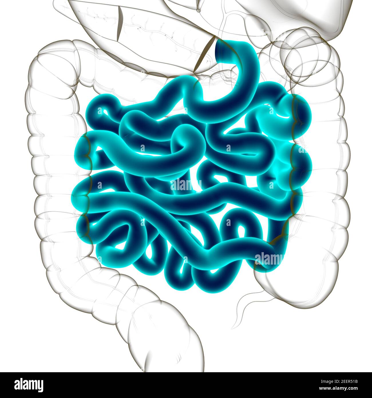 Small Intestine 3D Illustration Human Digestive System Anatomy For ...