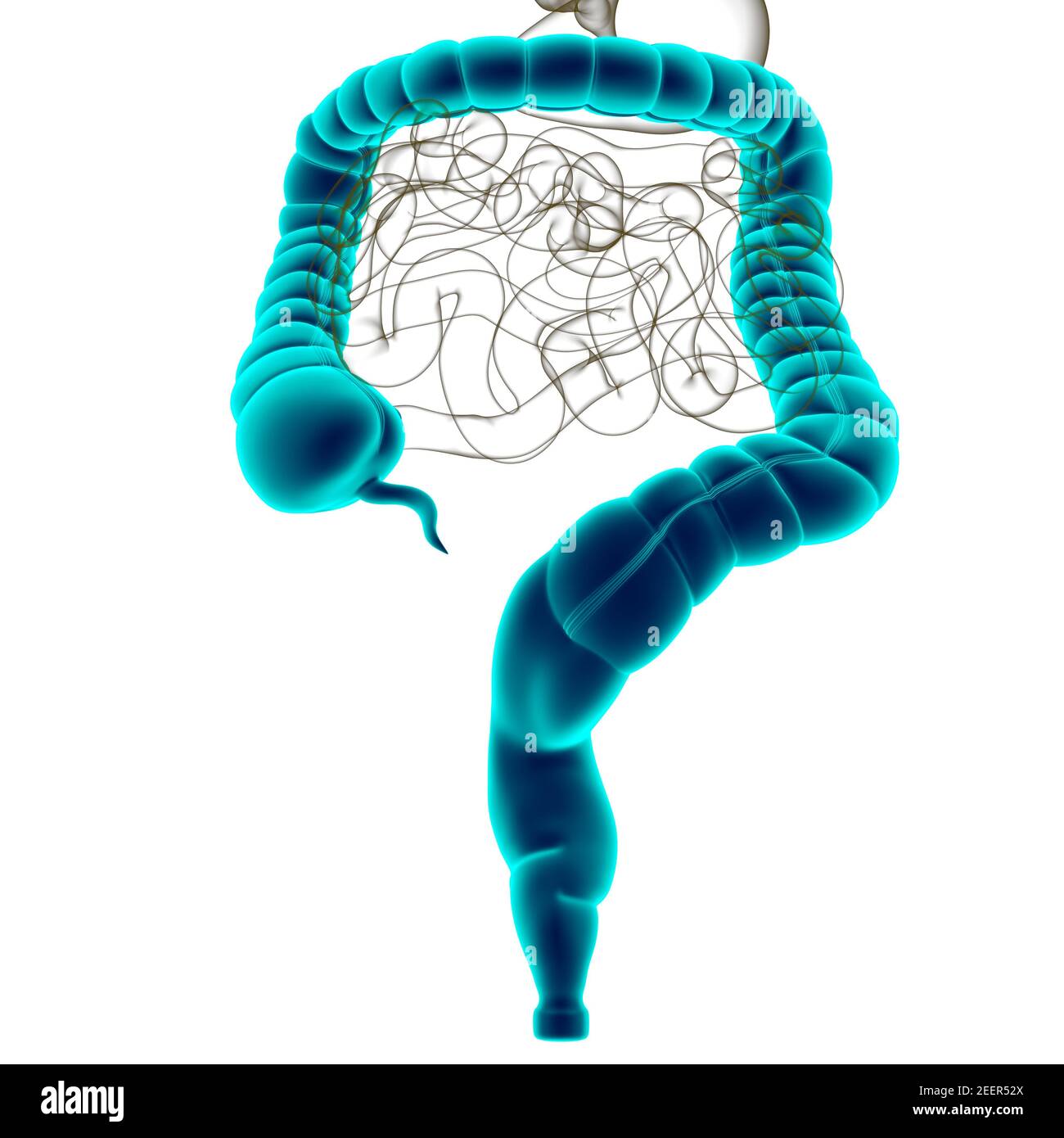 Large Intestine 3D Illustration Human Digestive System Anatomy For ...