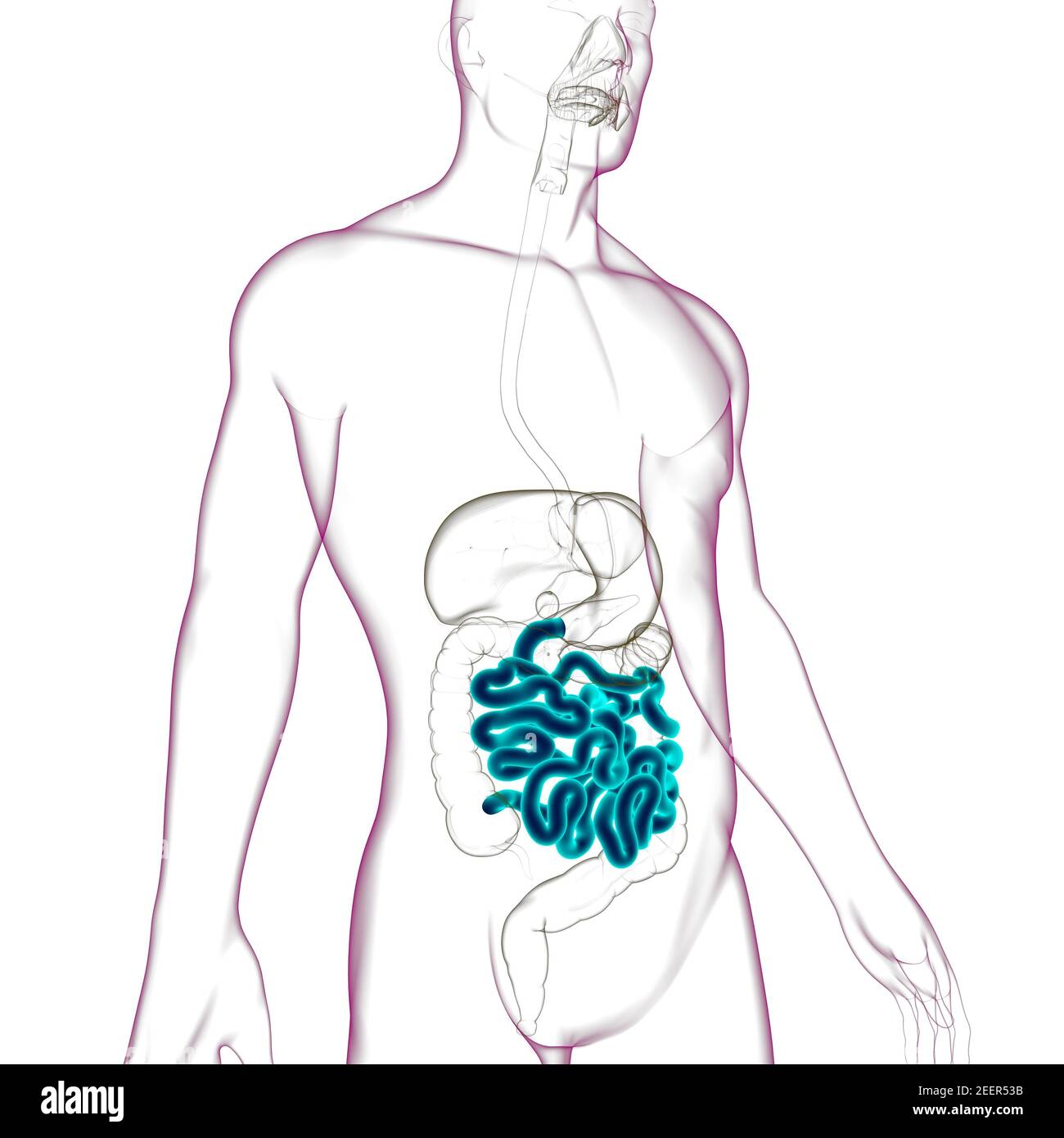 Small Intestine 3D Illustration Human Digestive System Anatomy For ...
