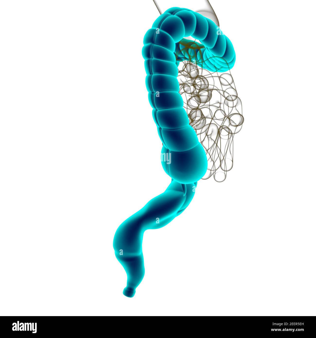 Large Intestine 3D Illustration Human Digestive System Anatomy For ...