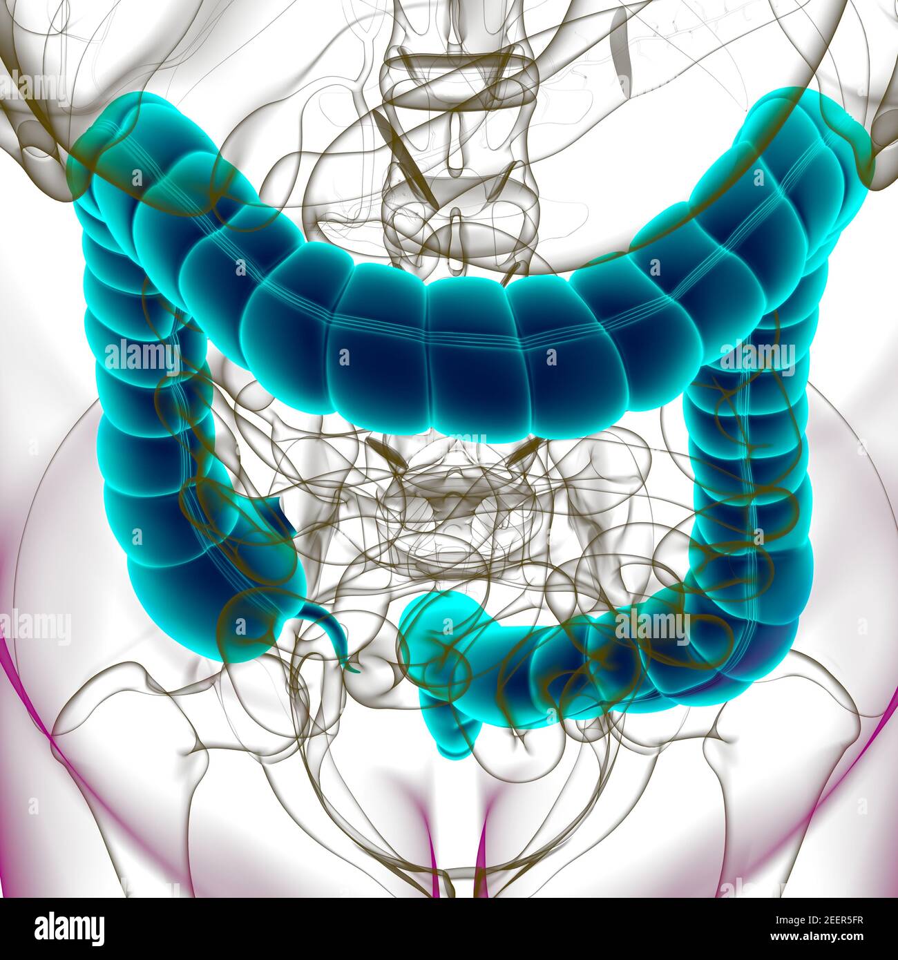 Large Intestine 3D Illustration Human Digestive System Anatomy For ...