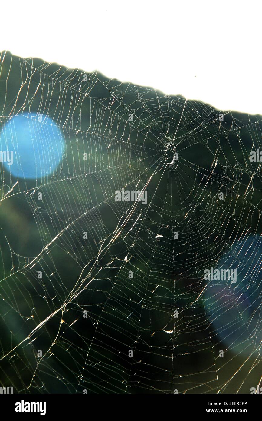 Spiderweb design hi-res stock photography and images - Alamy