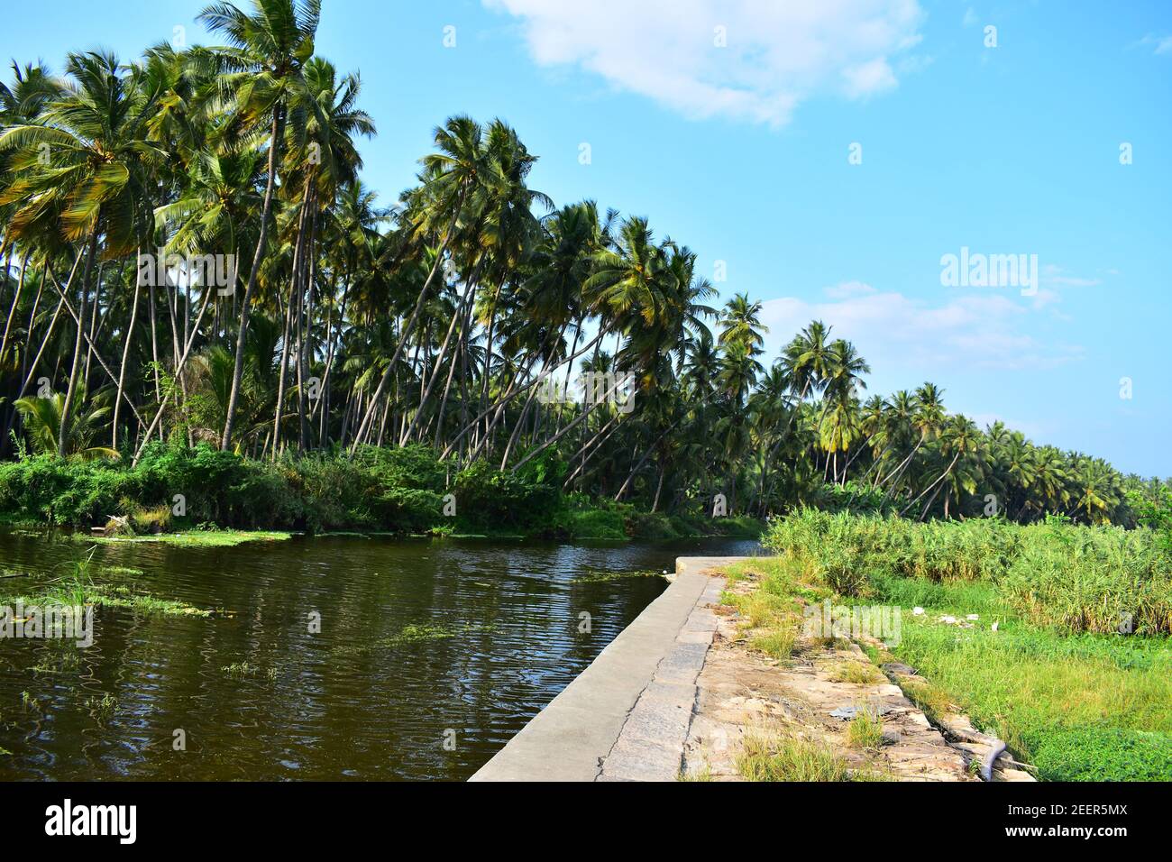 Coconut trees on the banks of a river Stock Photo - Alamy