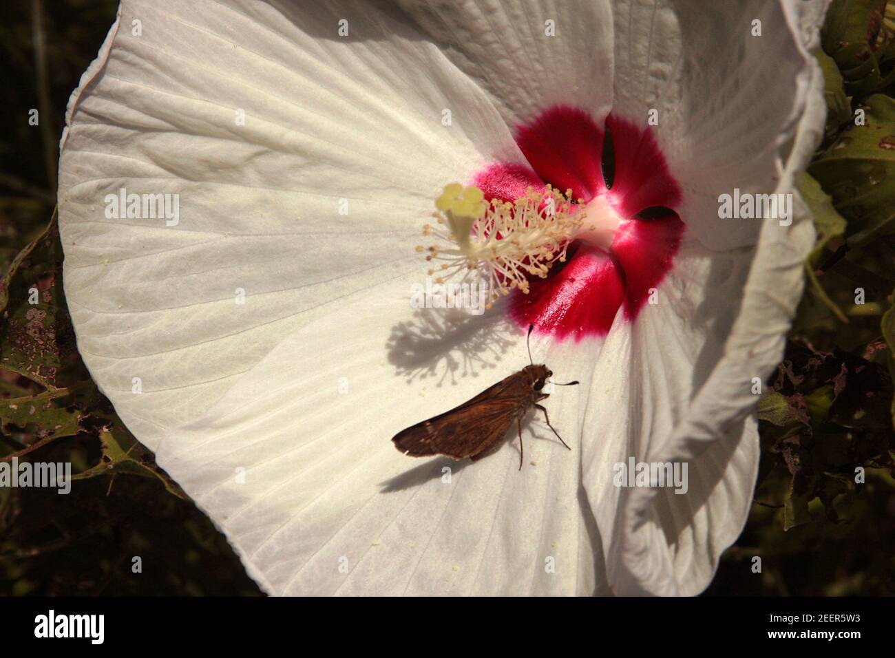 A skipper insect on a mallow flower Stock Photo - Alamy