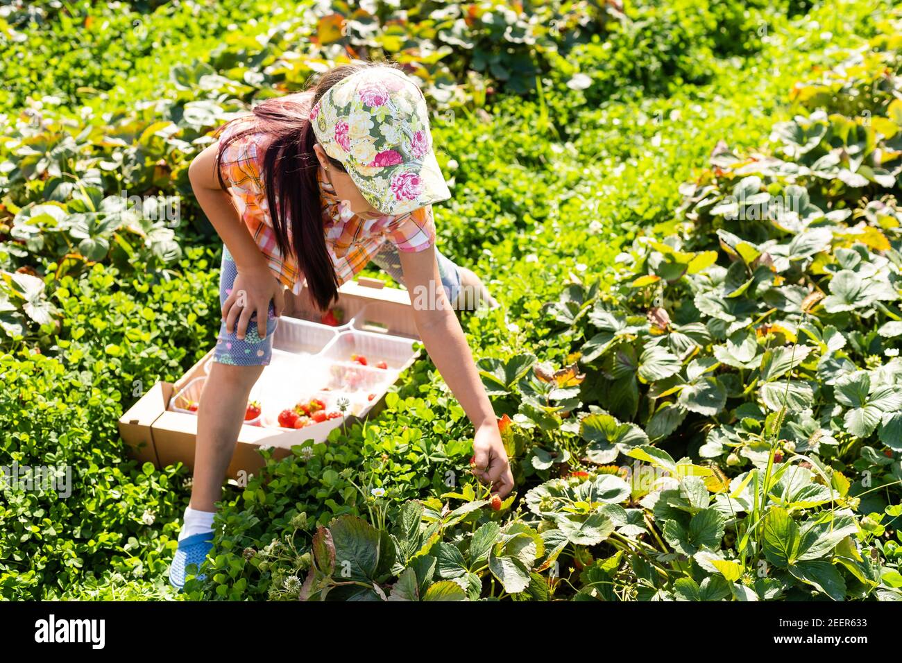 little girl picking strawberries in the field Stock Photo - Alamy