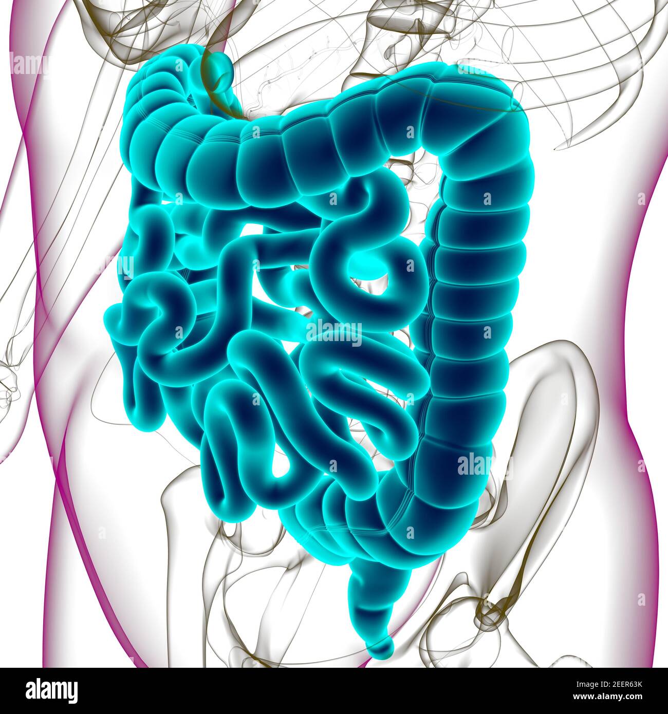 Small and large Intestine 3D Illustration Human Digestive System ...