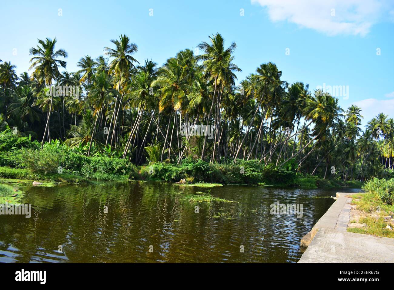 Coconut trees on the banks of a river Stock Photo - Alamy