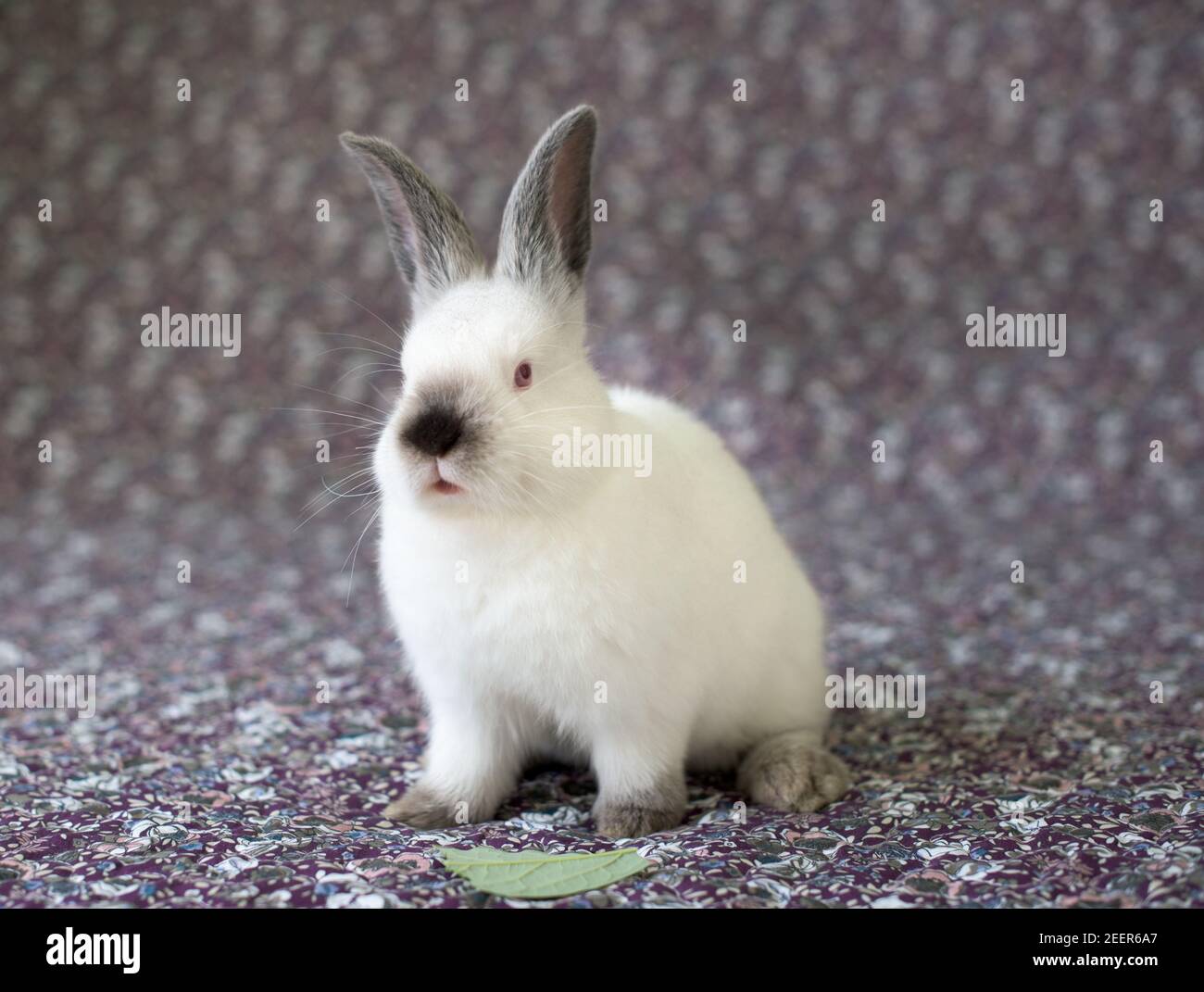 White Easter Bunny with red eyes on a colorful blanket eats a leaf ...