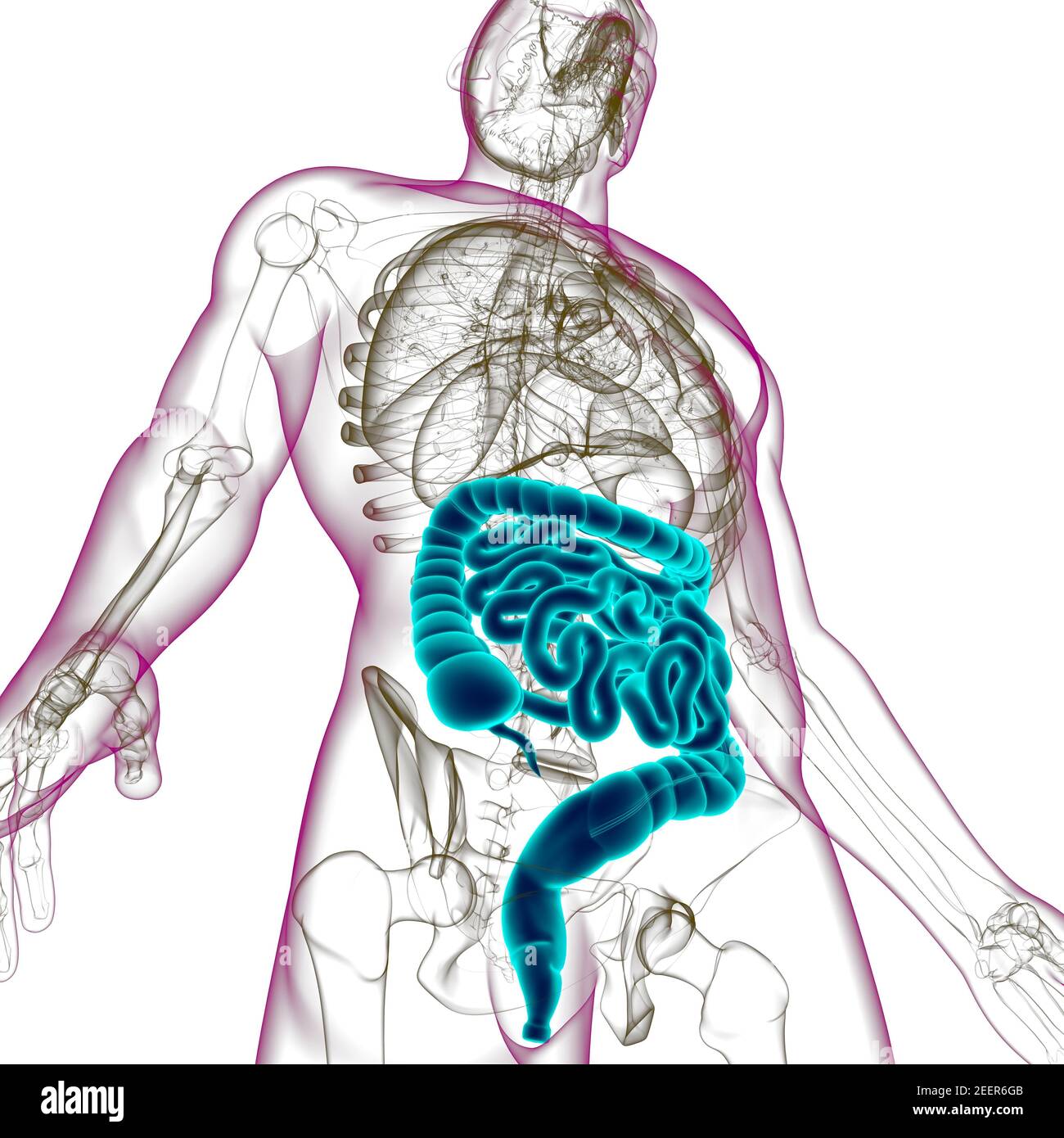 Small and large Intestine 3D Illustration Human Digestive System ...