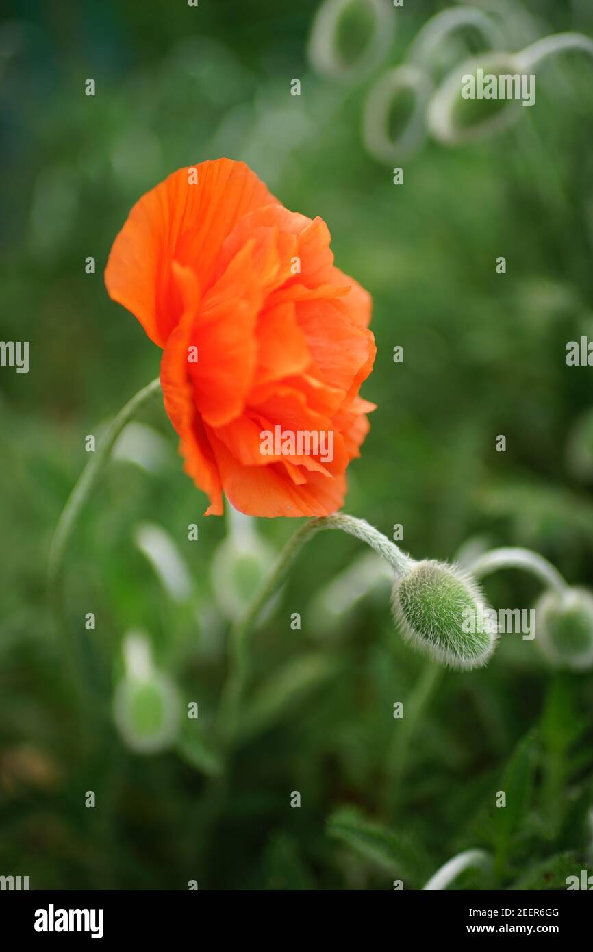 Fluffy orange poppy flower grow in spring garden Stock Photo - Alamy